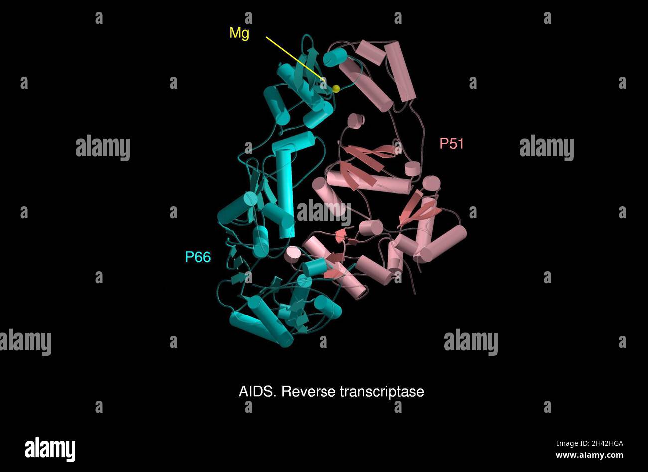 Reverse transcriptase hi-res stock photography and images - Alamy