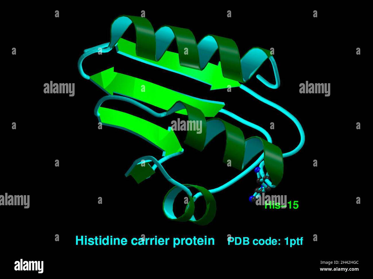 Carrier protein hi-res stock photography and images - Alamy