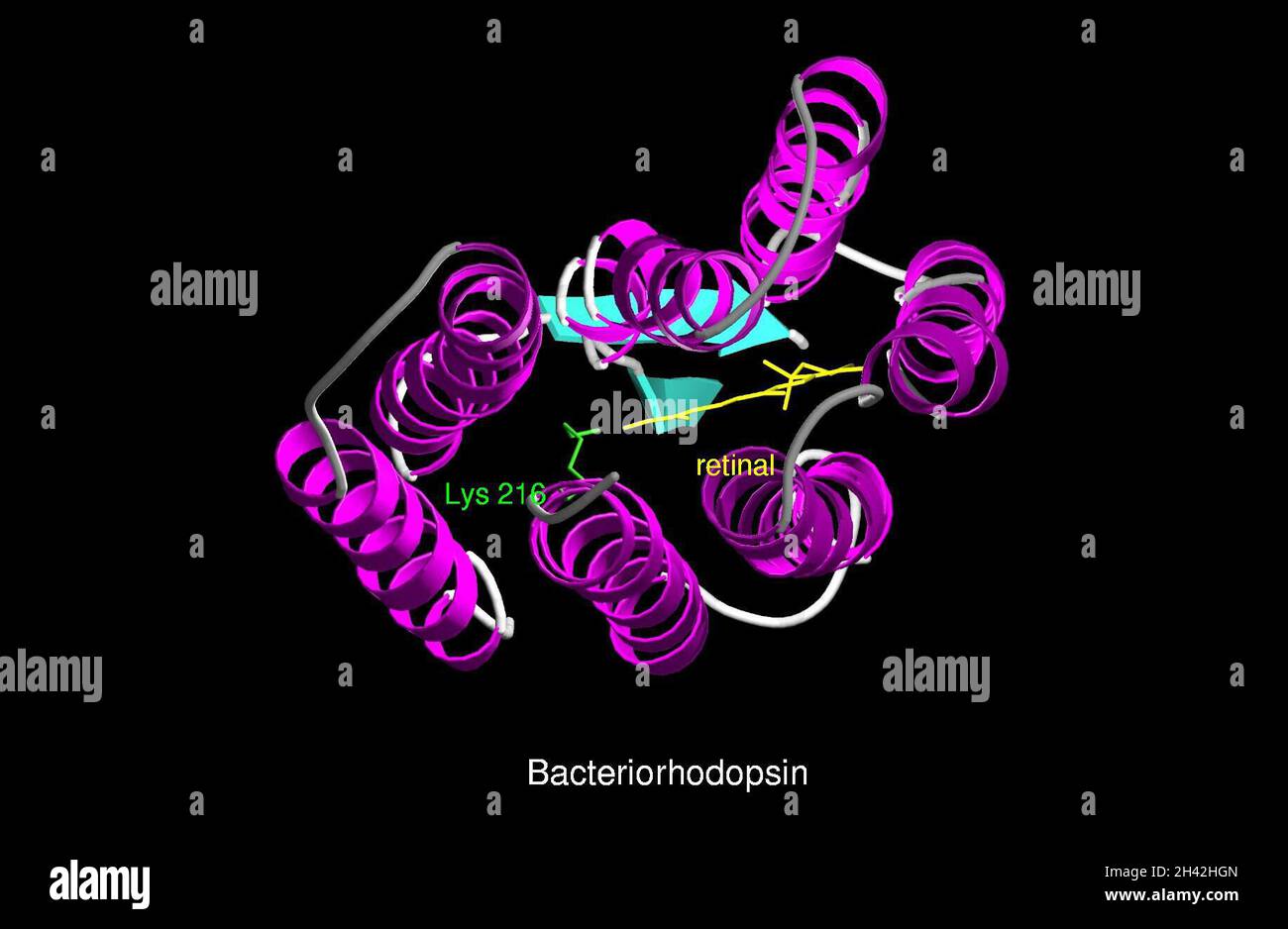 Molecular model of bacteriorhodopsin, ribbon Stock Photo - Alamy
