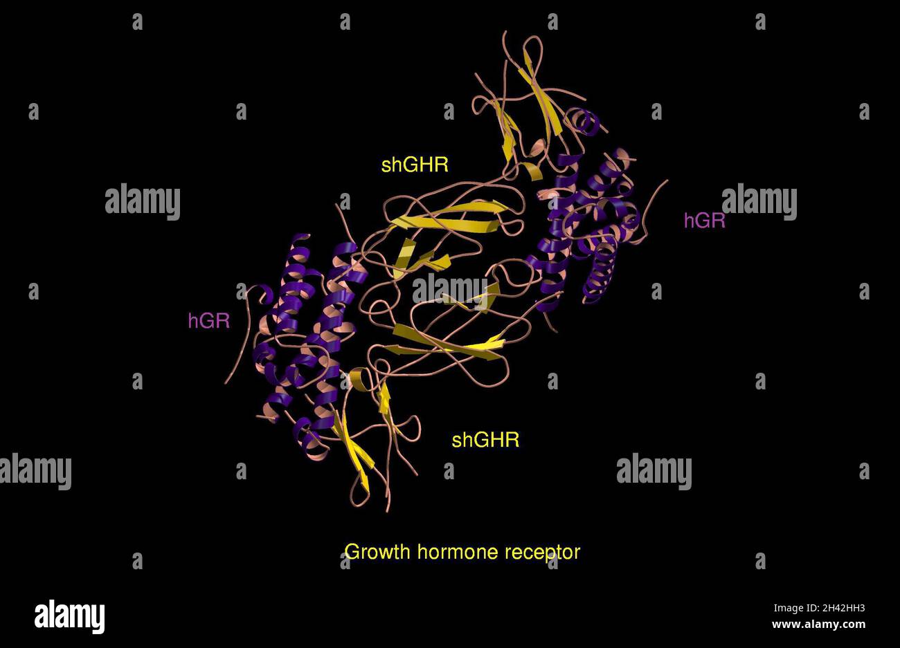Growth hormone receptor, molecular model Stock Photo - Alamy