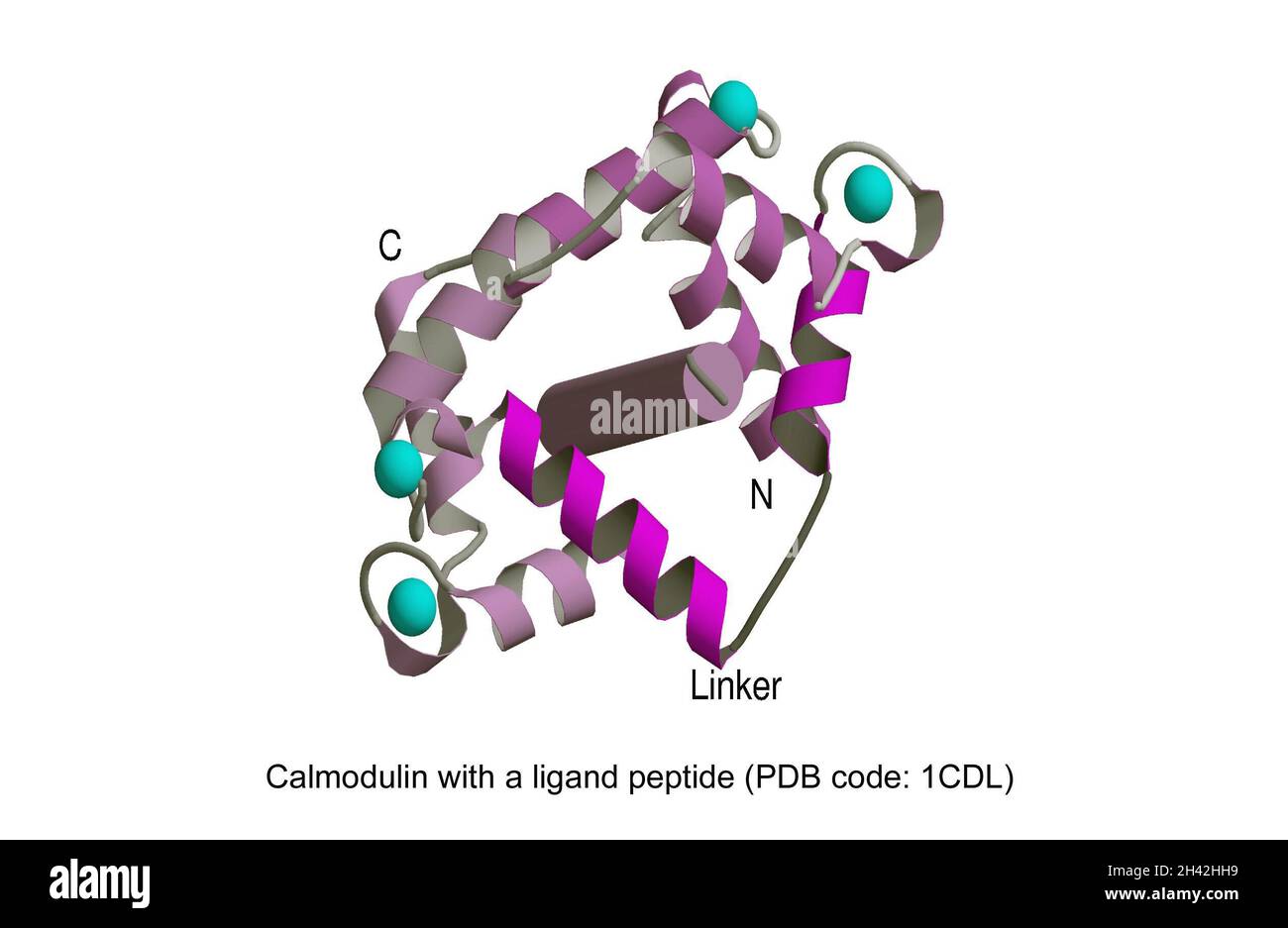 Molecular model of calmodulin with a ligand Stock Photo - Alamy