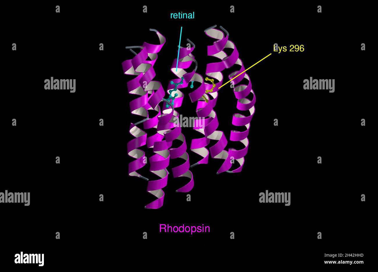 Molecular model of rhodopsin, ribbon diagram Stock Photo - Alamy