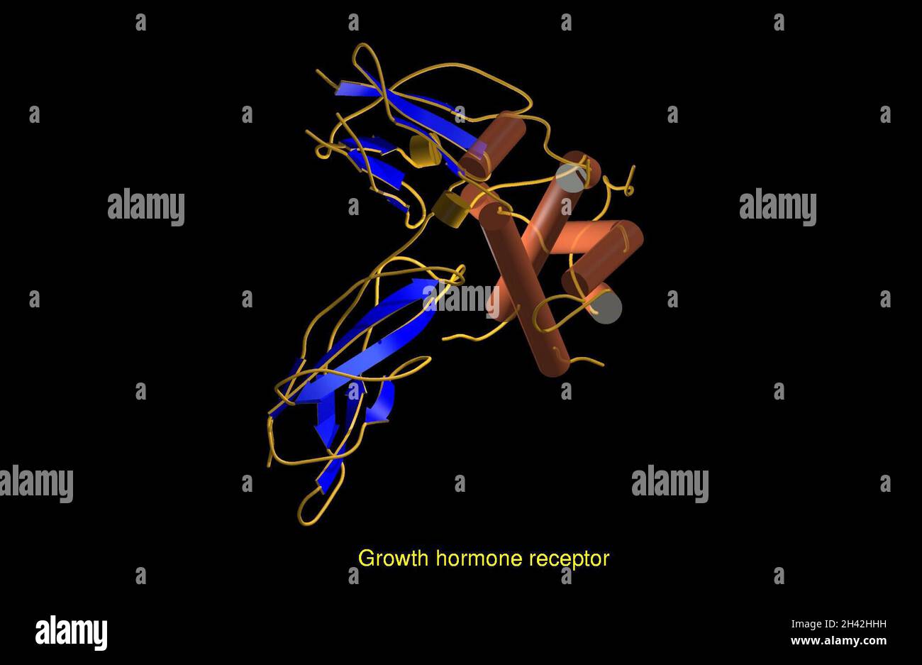 Growth hormone receptor, molecular model Stock Photo - Alamy