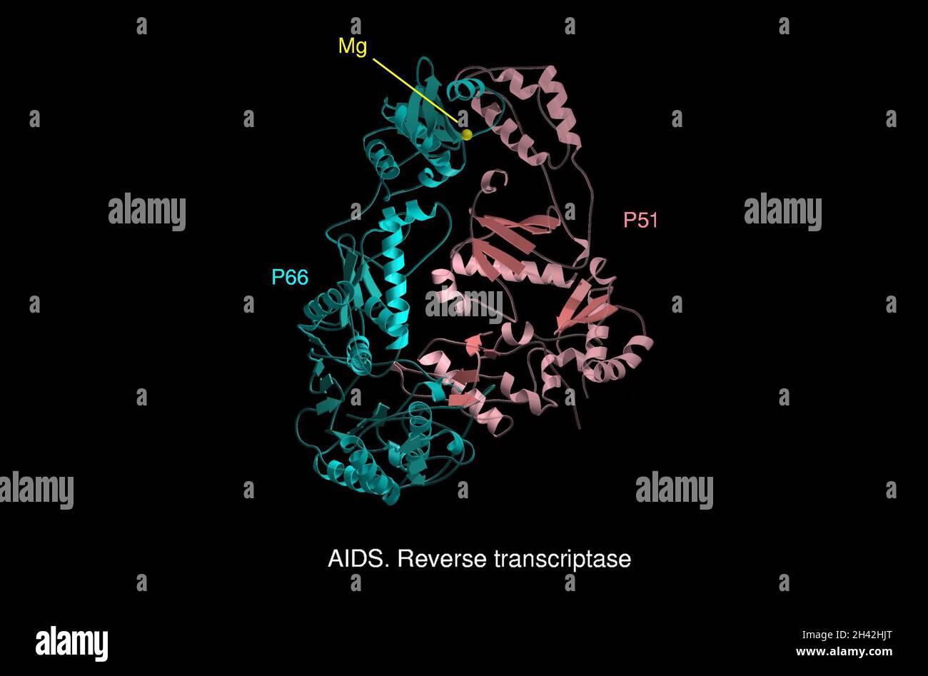 Transcriptase hi-res stock photography and images - Alamy
