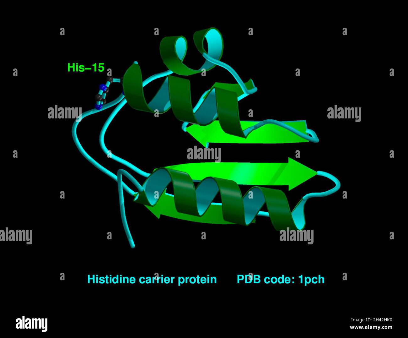 Histidine carrier protein, molecular model Stock Photo - Alamy