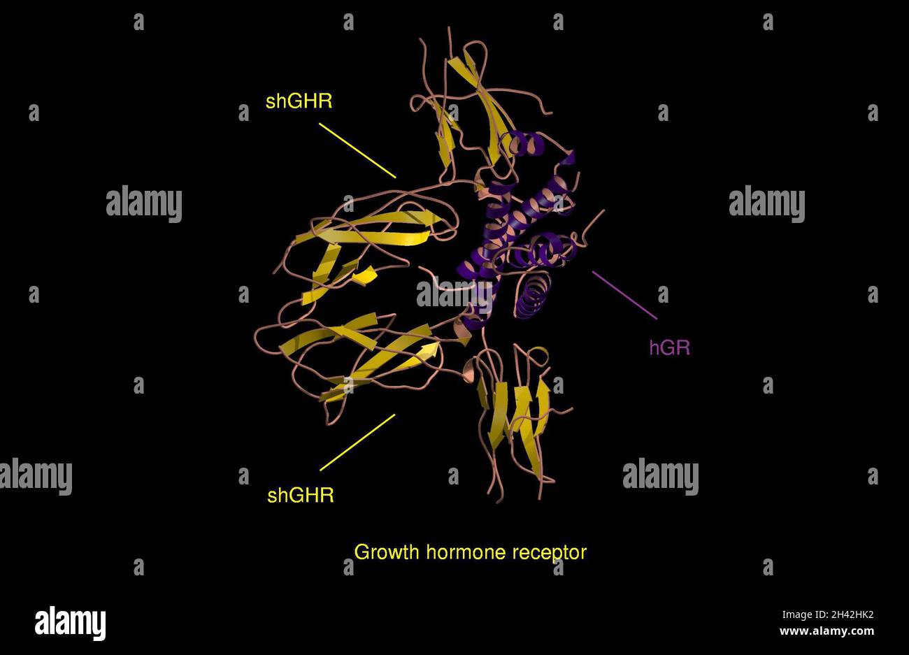 Growth hormone receptor, molecular model Stock Photo - Alamy