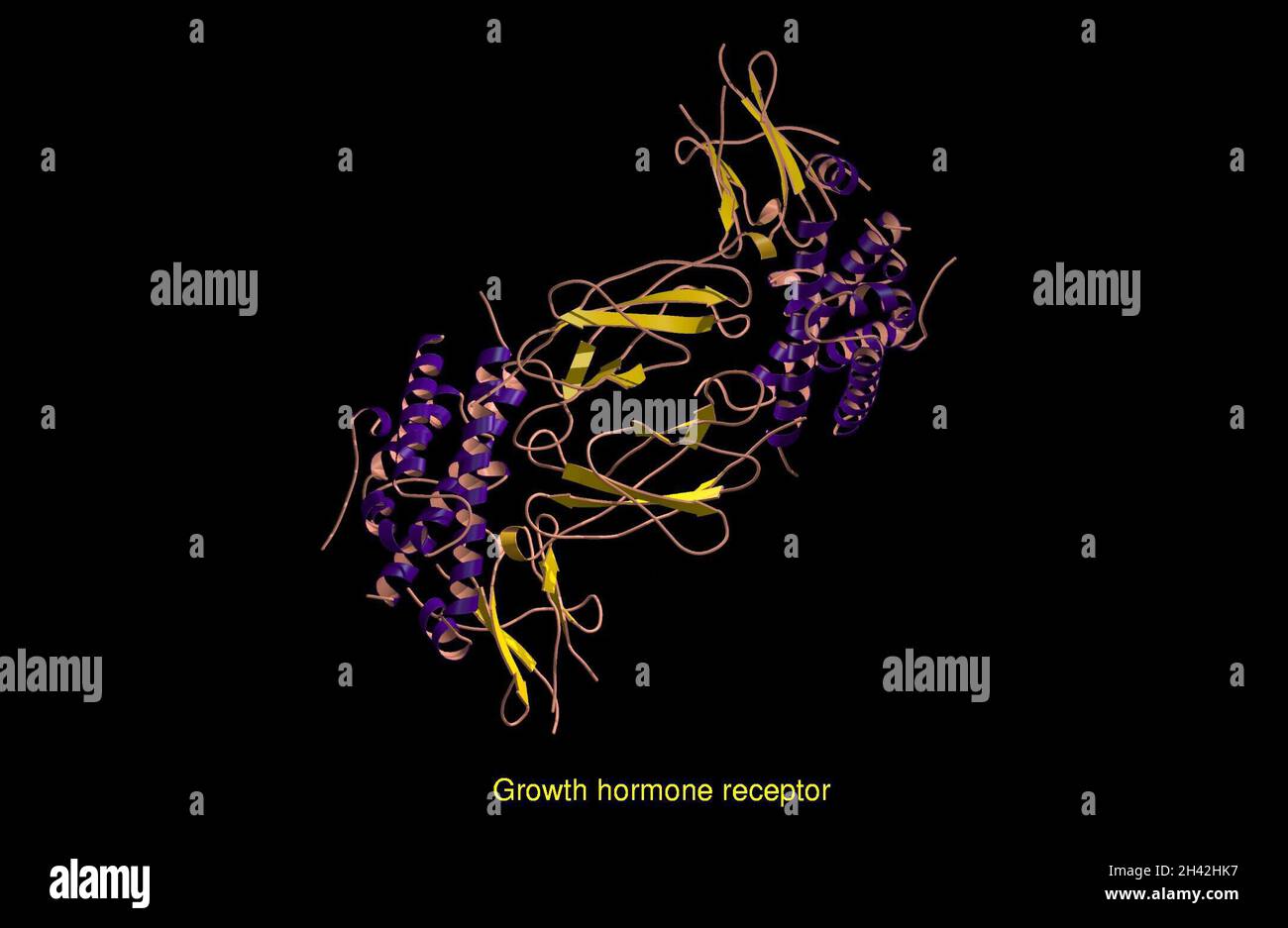 Growth hormone receptor, molecular model Stock Photo - Alamy