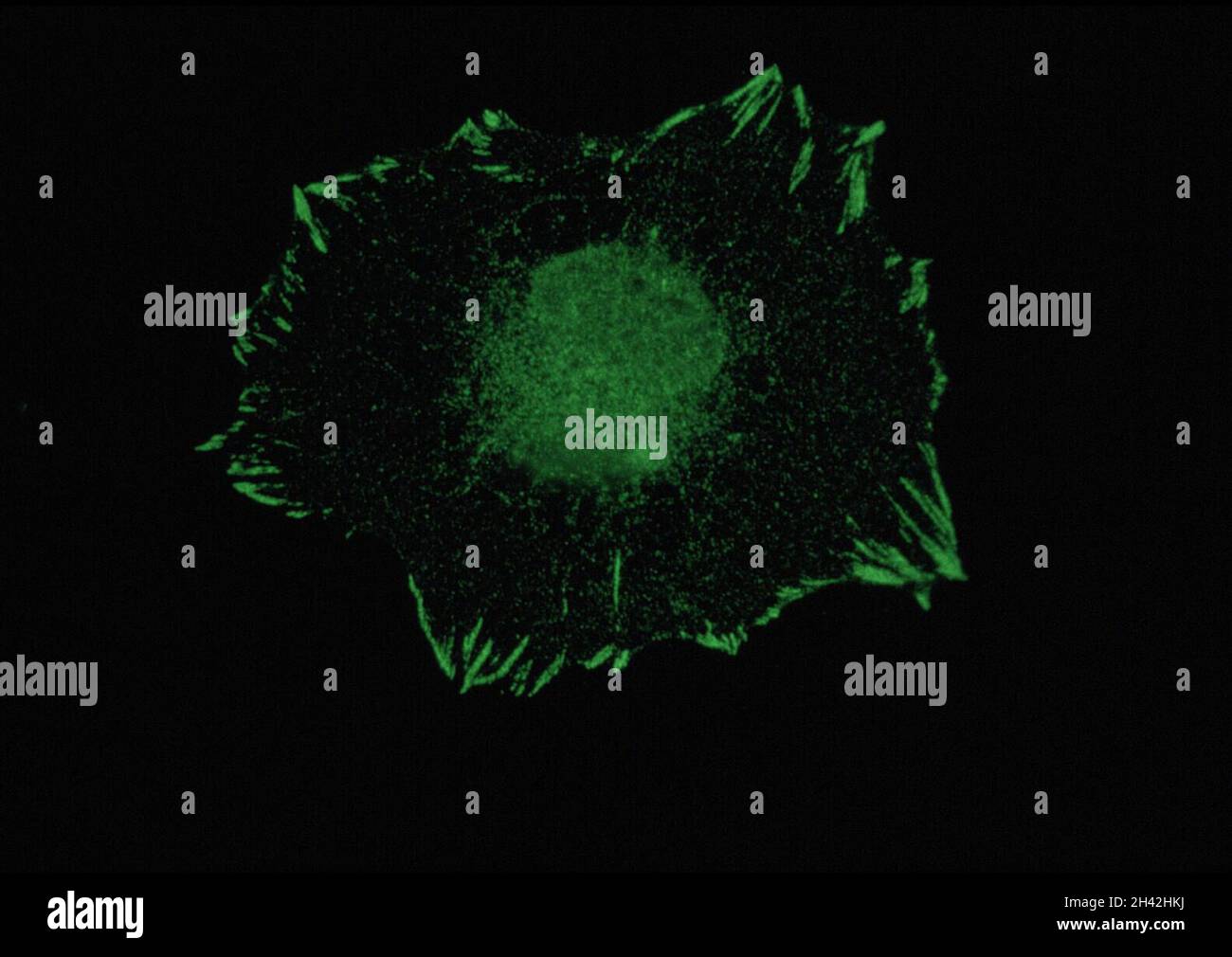 Paxillin in focal adhesions Stock Photo - Alamy