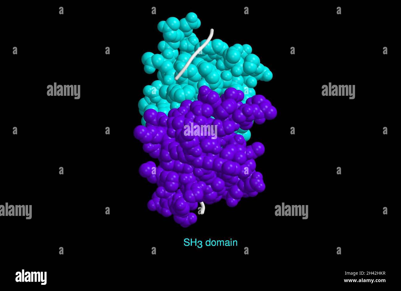 Molecular model of SH3 domain, CPK model Stock Photo - Alamy