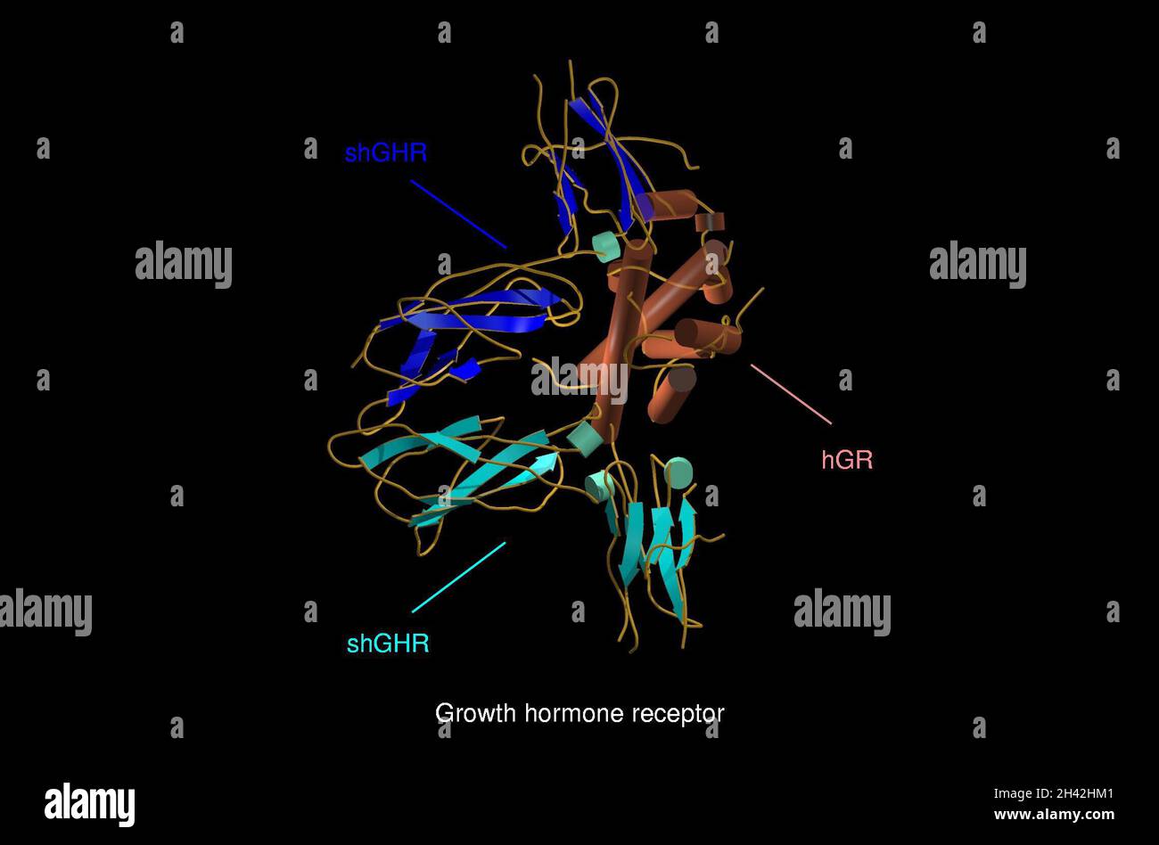 Mol.model of growth hormone receptor Stock Photo - Alamy