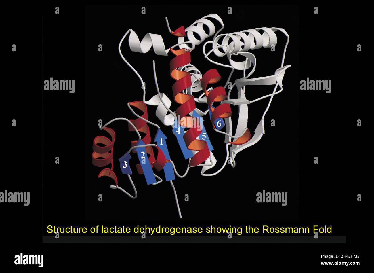 Rossmann fold hi-res stock photography and images - Alamy
