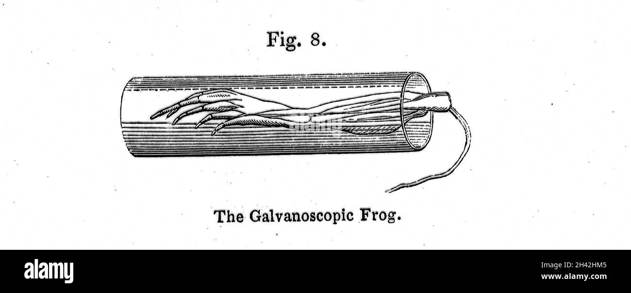 Frog physiology hi-res stock photography and images - Alamy