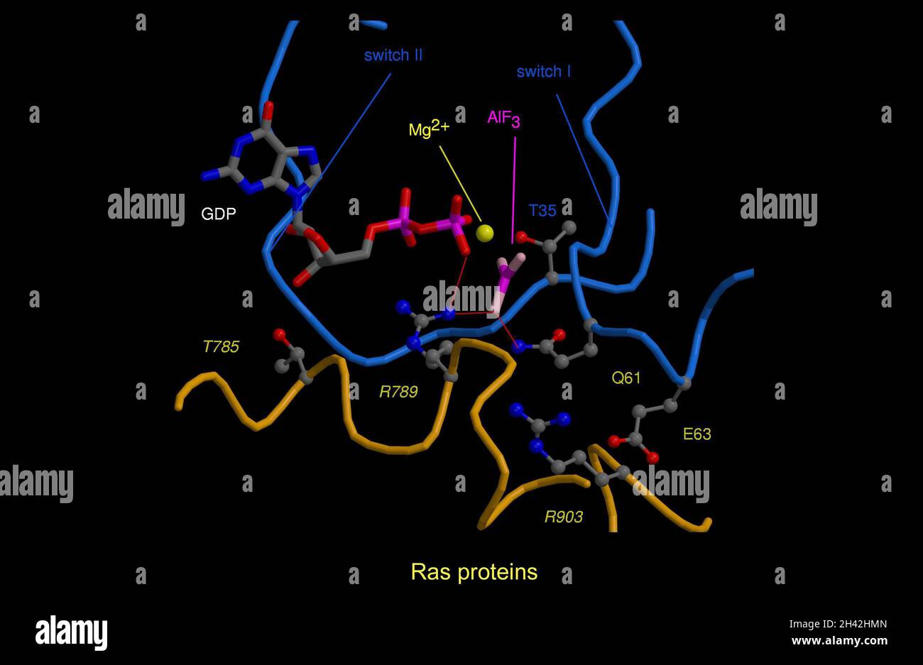 Ras protein hi-res stock photography and images - Alamy
