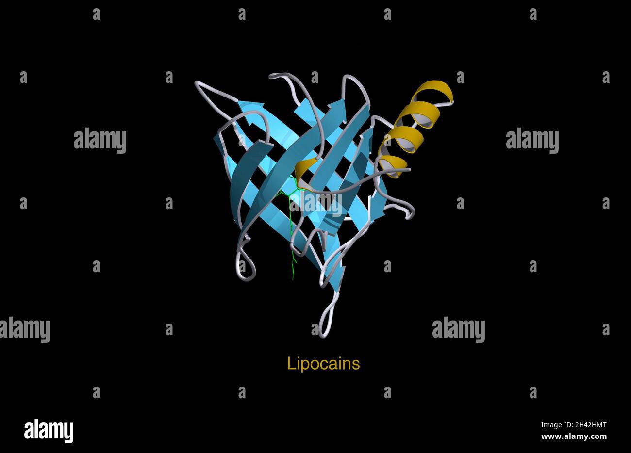 Protein binding model hi-res stock photography and images - Alamy