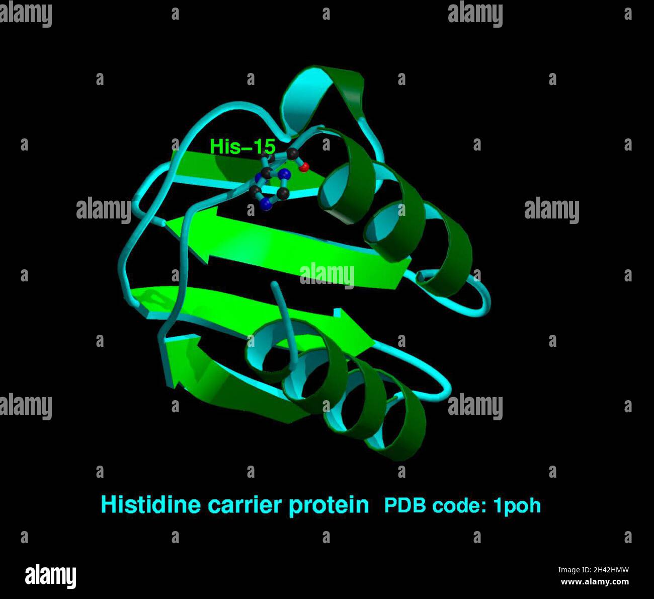 Histidine carrier protein, molecular model Stock Photo - Alamy