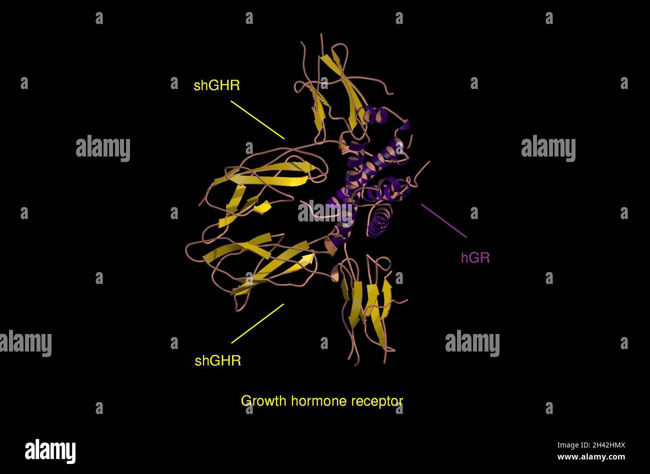 Mol.model of growth hormone receptor Stock Photo - Alamy