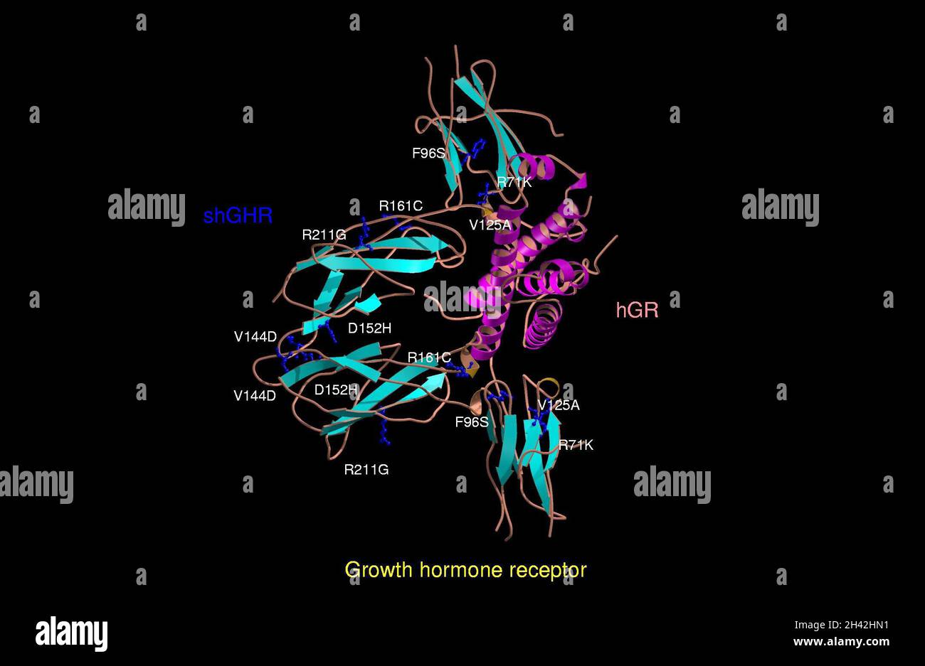 Growth hormone receptor/laron syndrome model Stock Photo - Alamy