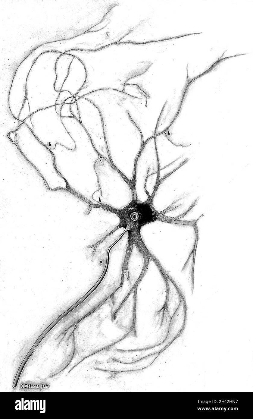 Horn study Black and White Stock Photos & Images - Alamy