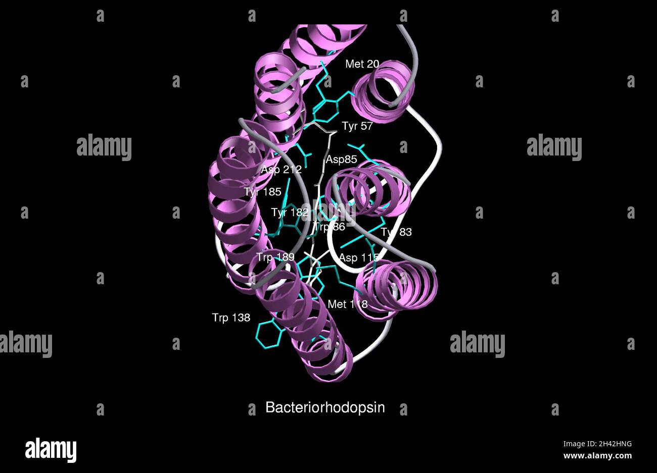 Halorhodopsin hi-res stock photography and images - Alamy