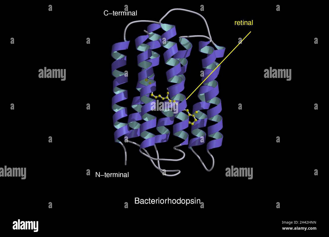 Bacteriorhodopsin, molecular model Stock Photo - Alamy