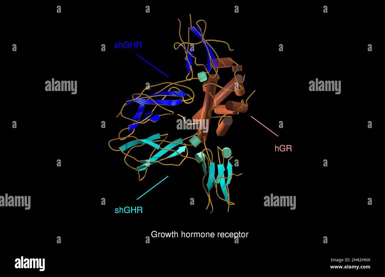 Growth hormone molecular model hi-res stock photography and images - Alamy