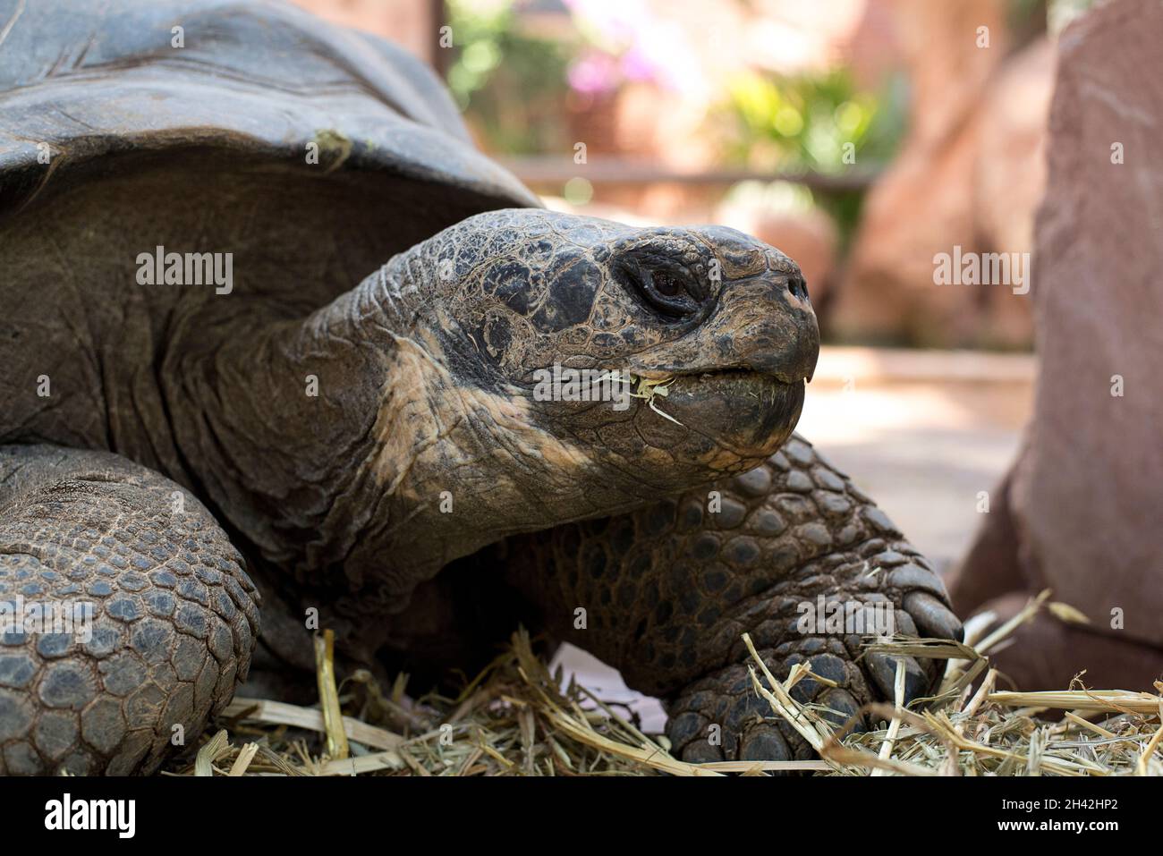 Chelonoidis niga hi-res stock photography and images - Alamy