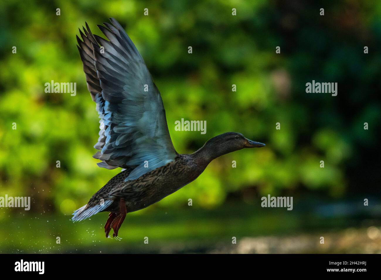 A female mallard duck in flight above the Sorgues river in Fontaine de ...