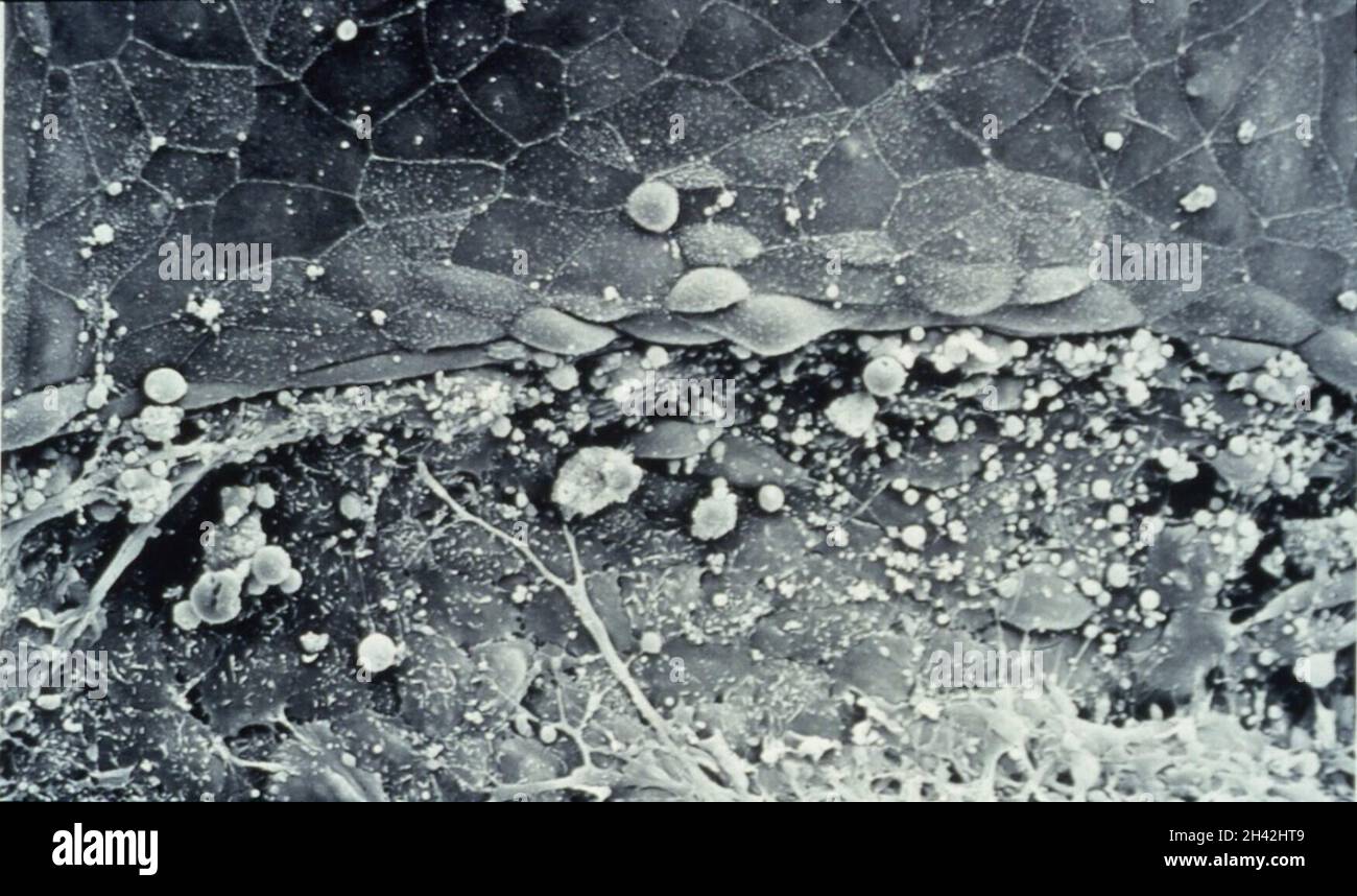 Histology and embryology hi-res stock photography and images - Alamy