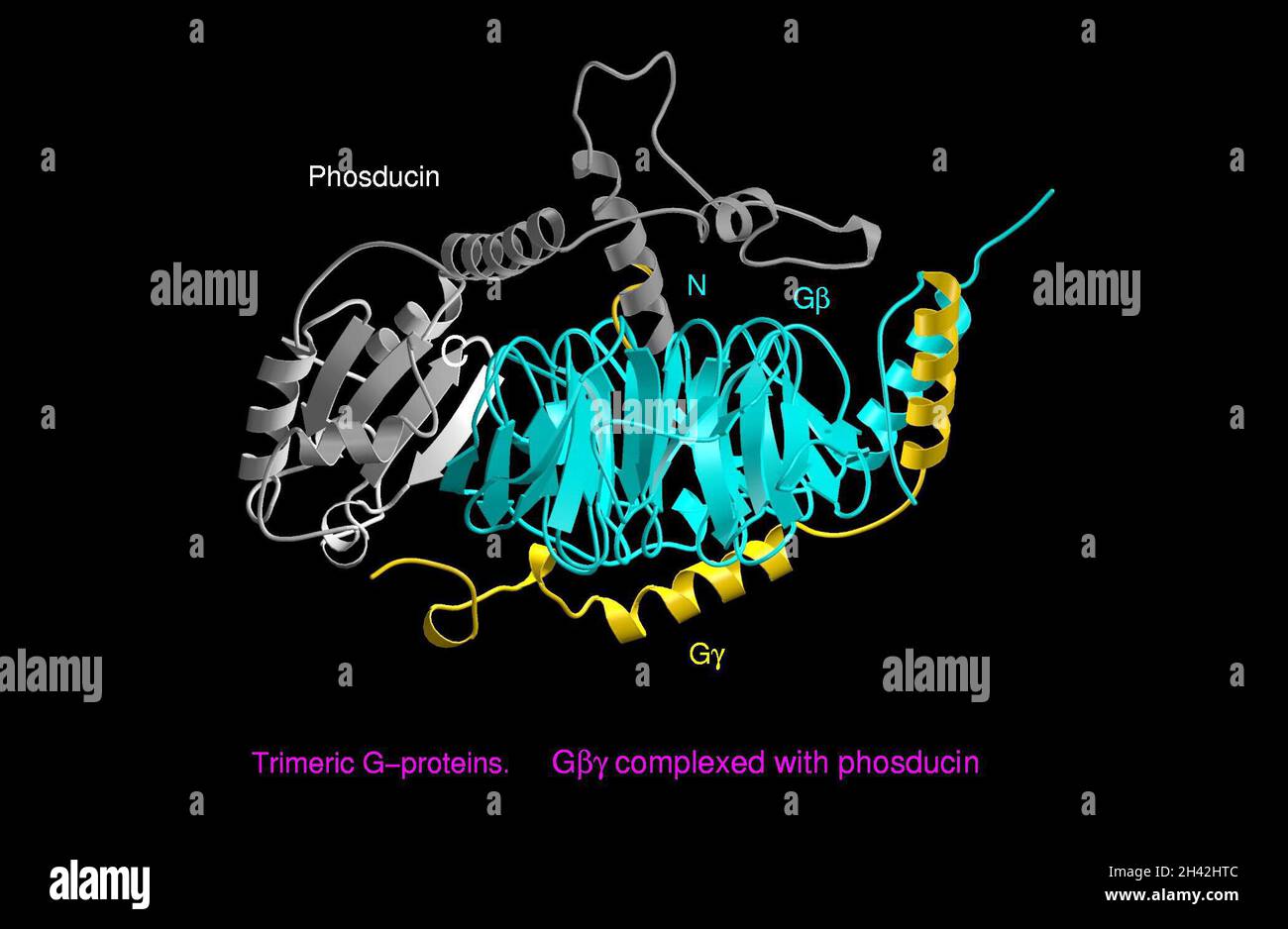 Molecular model of G-protein/phosducin Stock Photo - Alamy