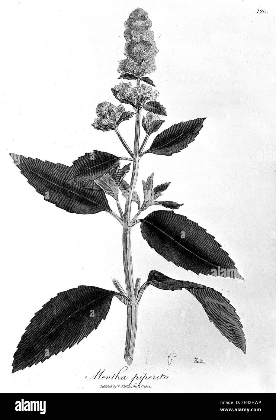 Medicinal mint plant Black and White Stock Photos & Images - Alamy