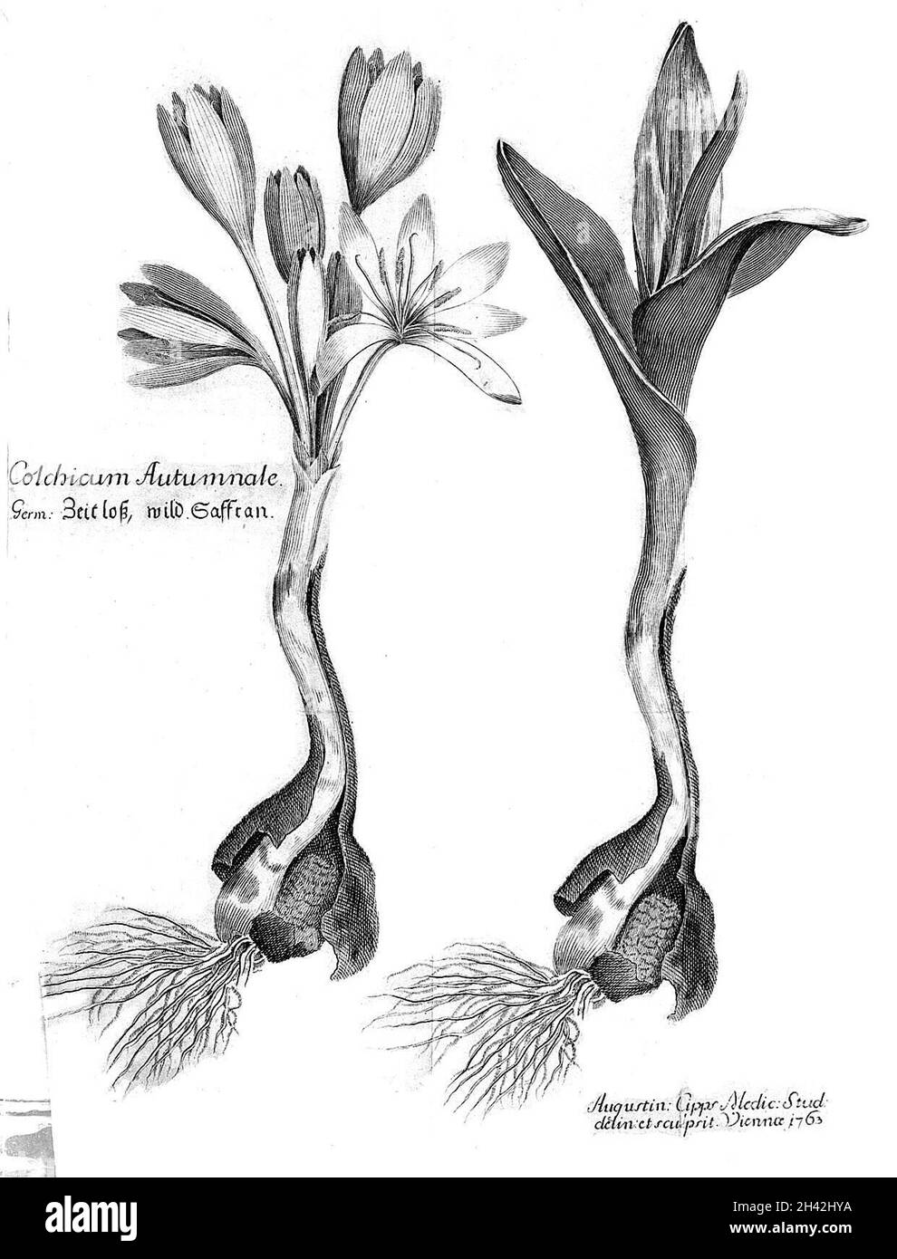 Flowers autumn crocus colchicum Black and White Stock Photos & Images ...