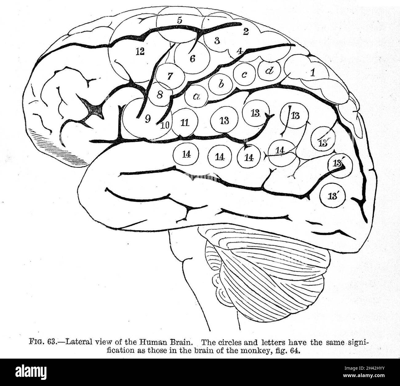 Functions of the brain hi-res stock photography and images - Alamy