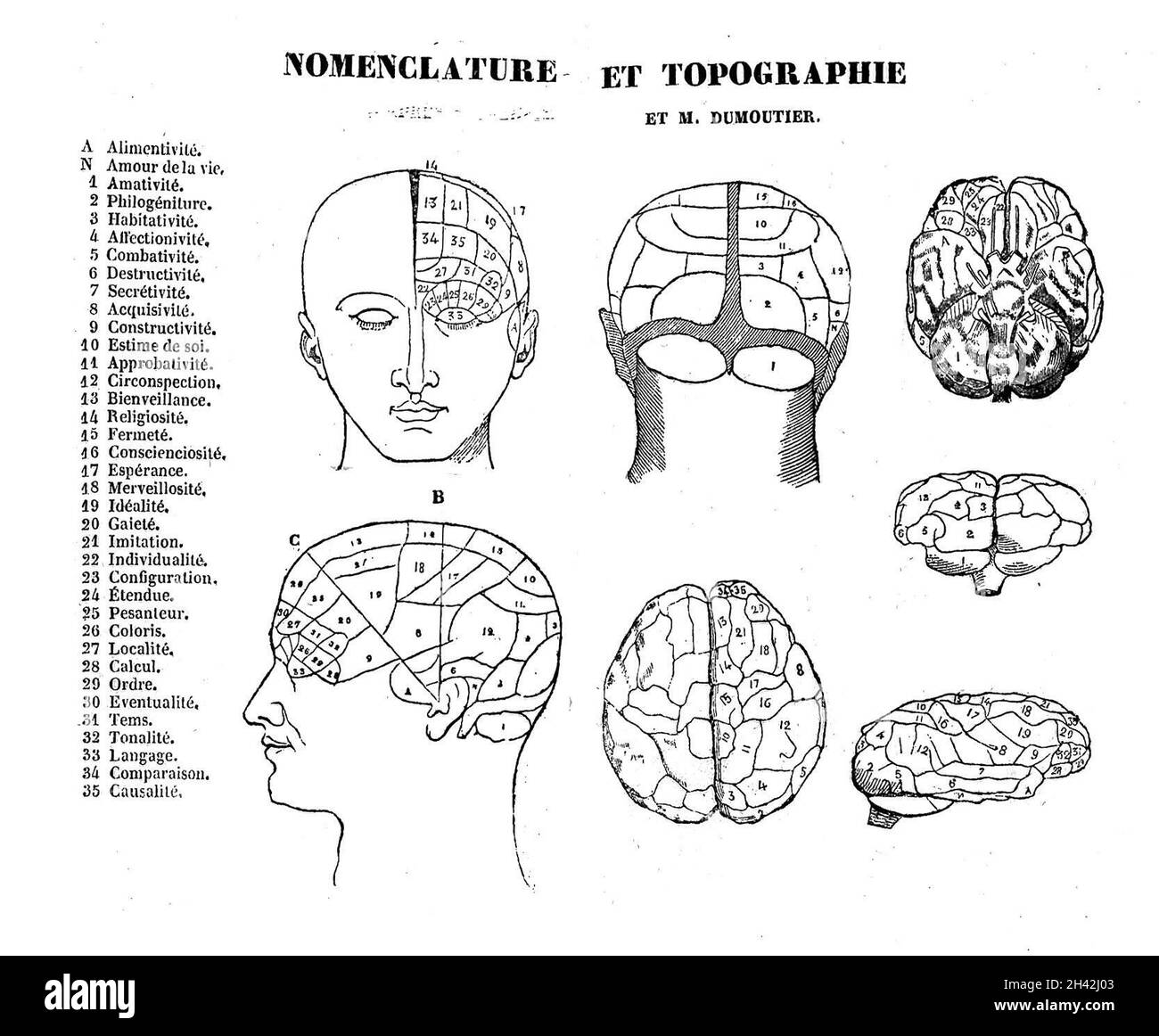 Phrenology, nomenclature and topography Stock Photo - Alamy