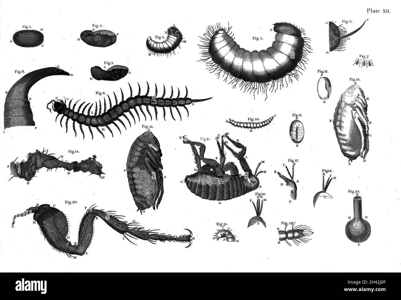 Ant eggs and maggots etc Stock Photo - Alamy