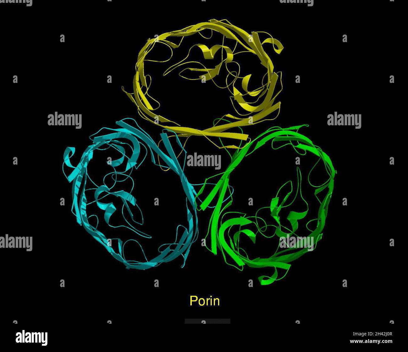 Molecular model of porin, ribbon diagram Stock Photo - Alamy