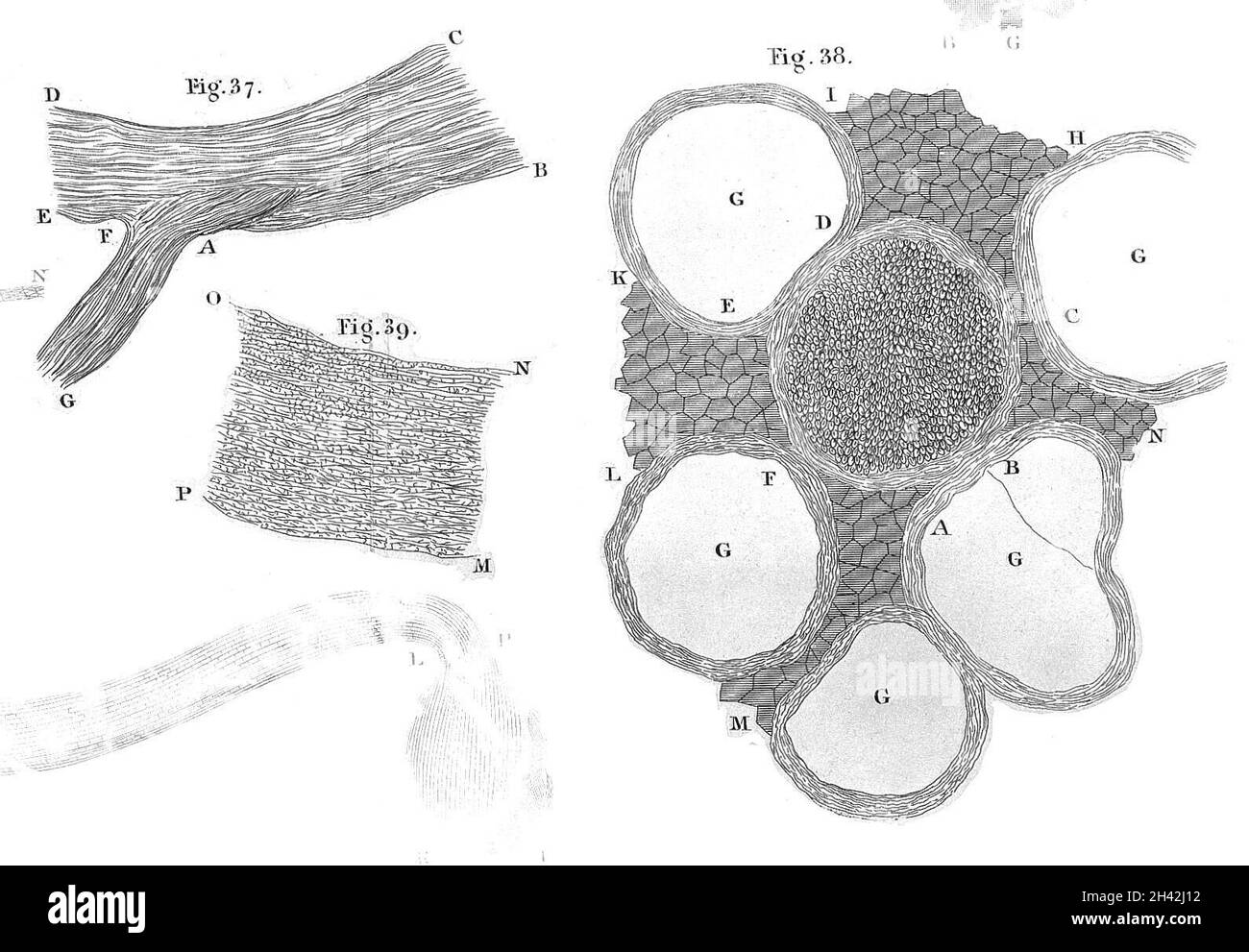Leeuwenhoek, Sections, transverse and longitudinal of peripheral nerves ...