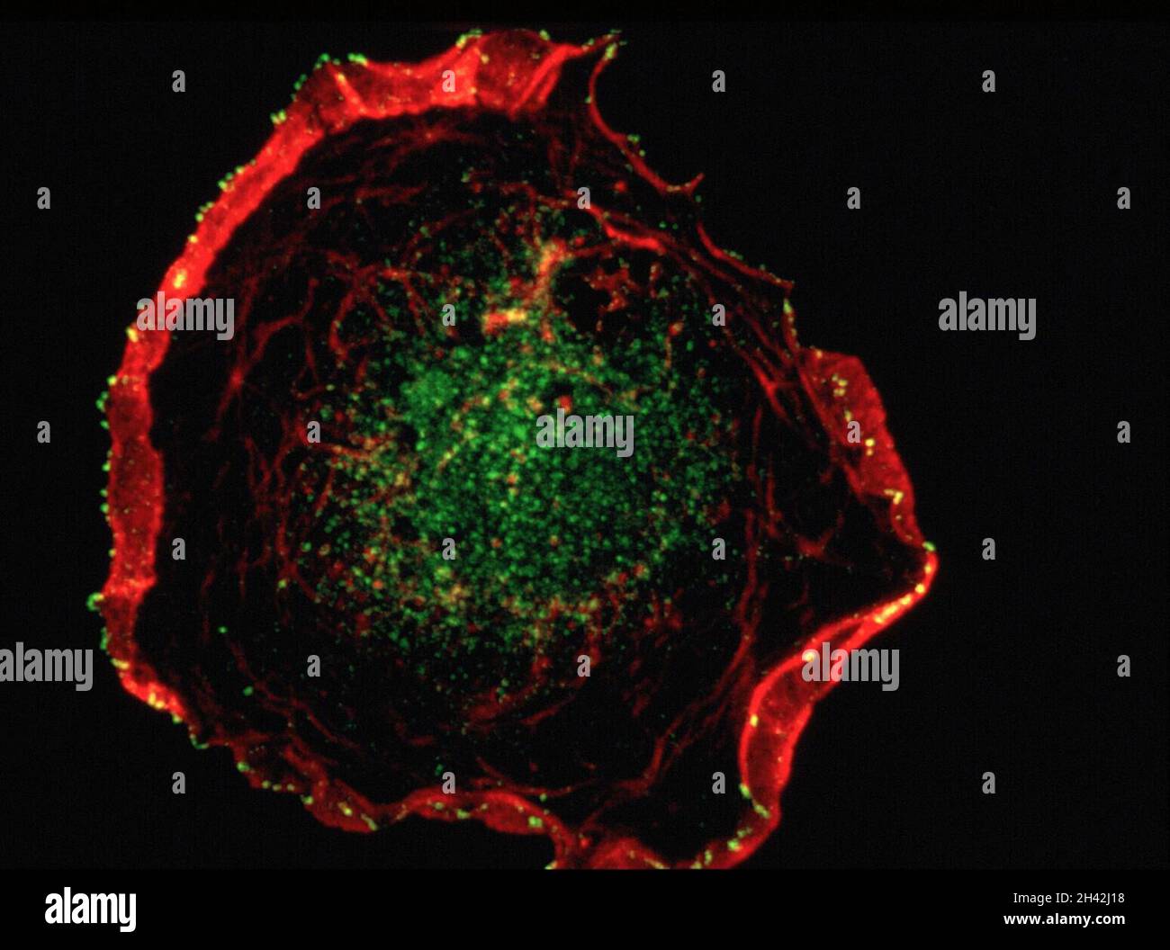 Lamellipodia hi-res stock photography and images - Alamy