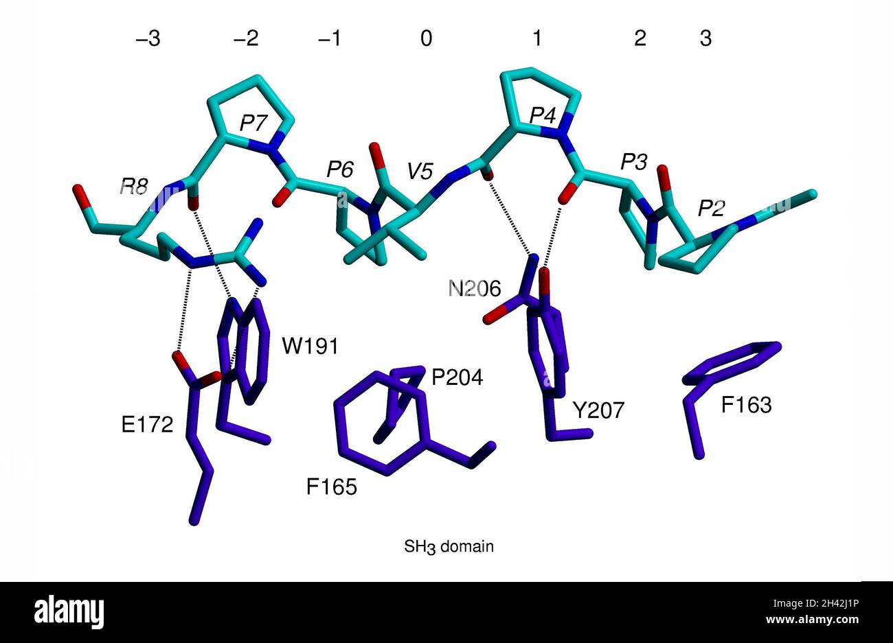 Stick molecular model of SH3 domain Stock Photo - Alamy