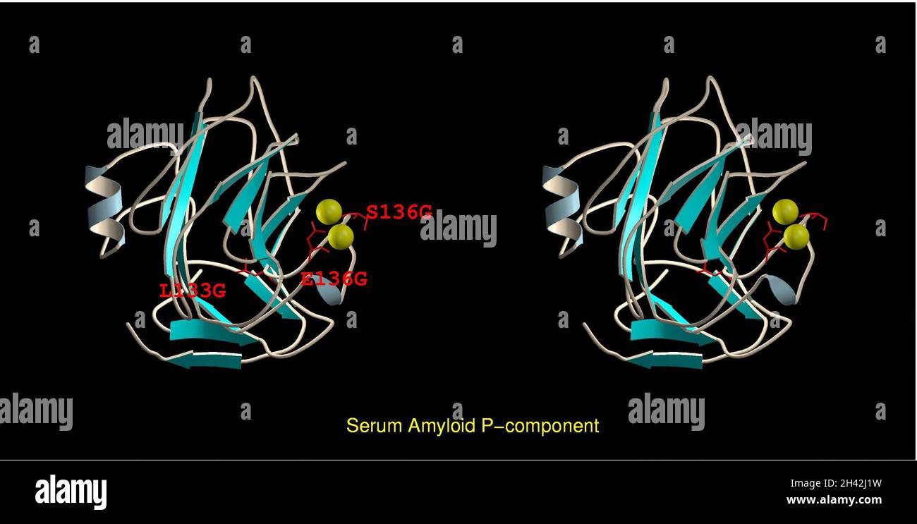 Serum amyloid P-component, mol. model Stock Photo - Alamy