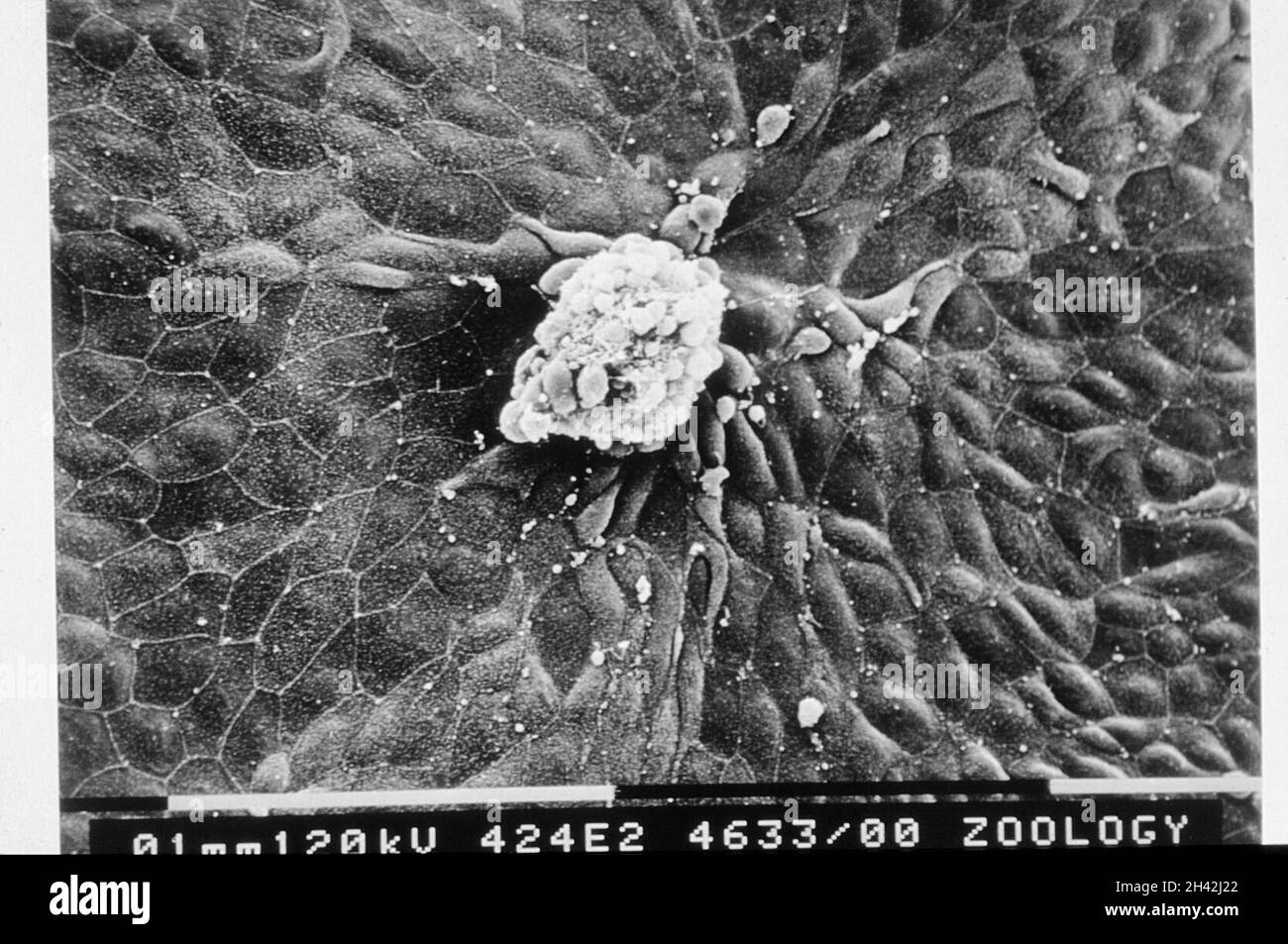 embryo wound healing SEM Stock Photo - Alamy