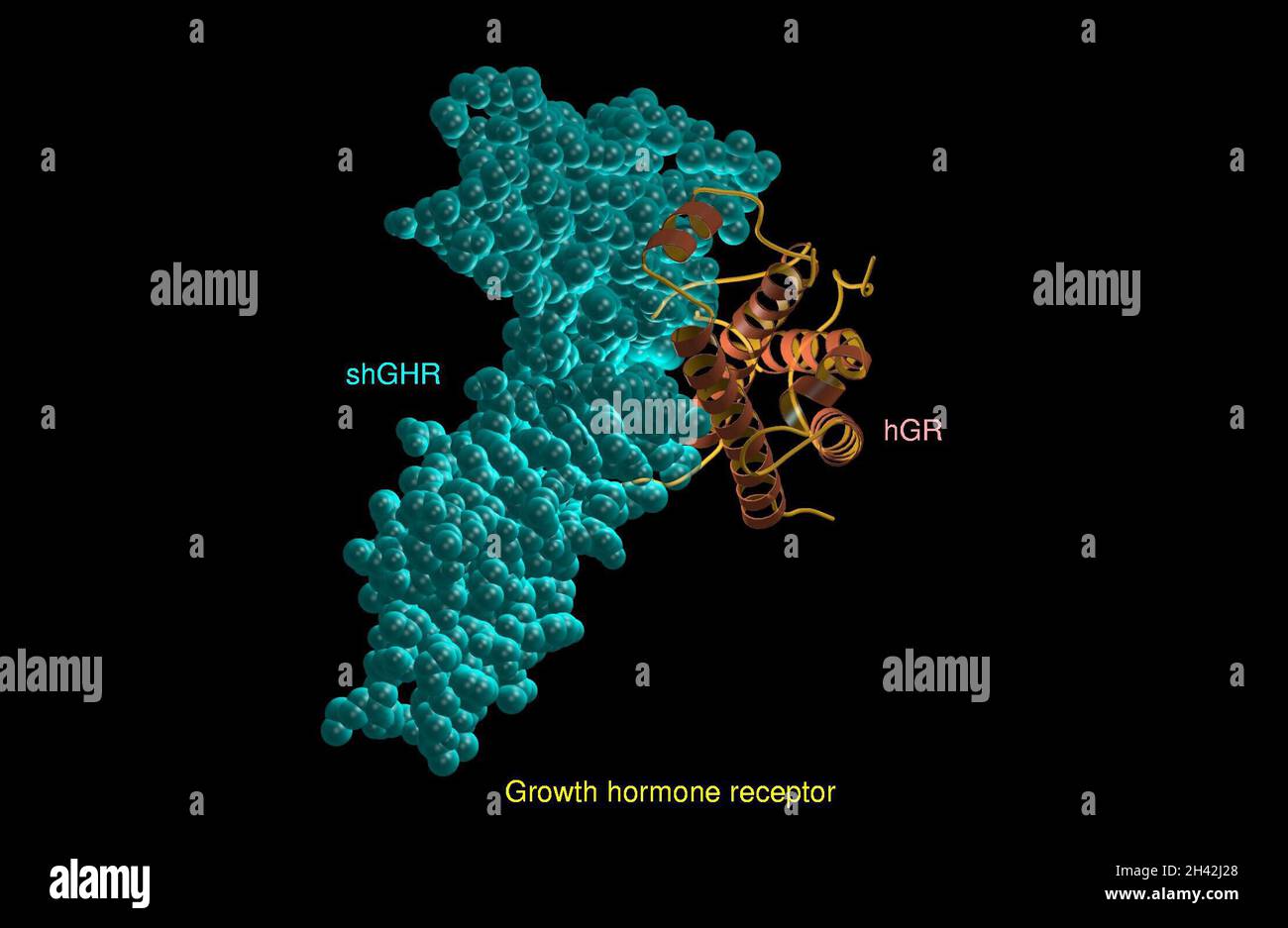 Growth hormone receptor, molecular model Stock Photo - Alamy