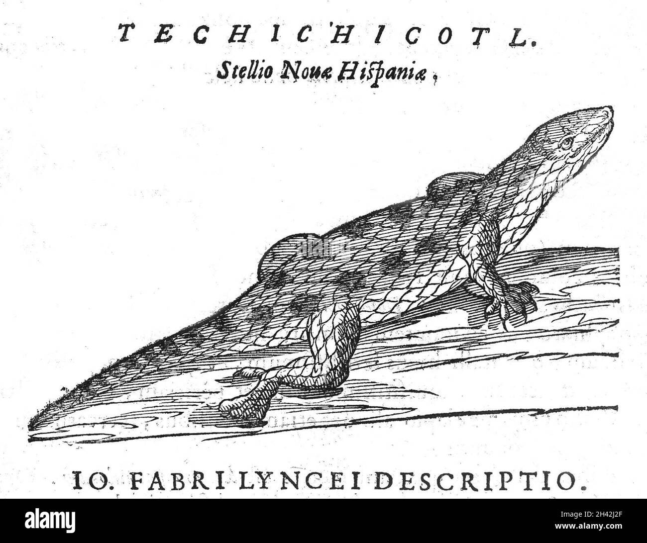 Woodcut of Mexican lizard Stock Photo - Alamy