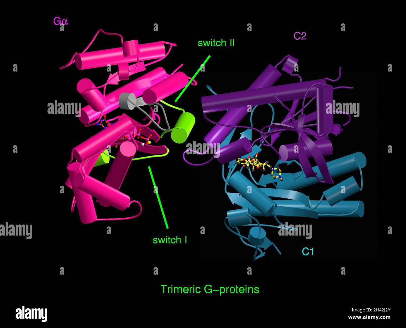 Trimeric G protein, molecular model Stock Photo - Alamy