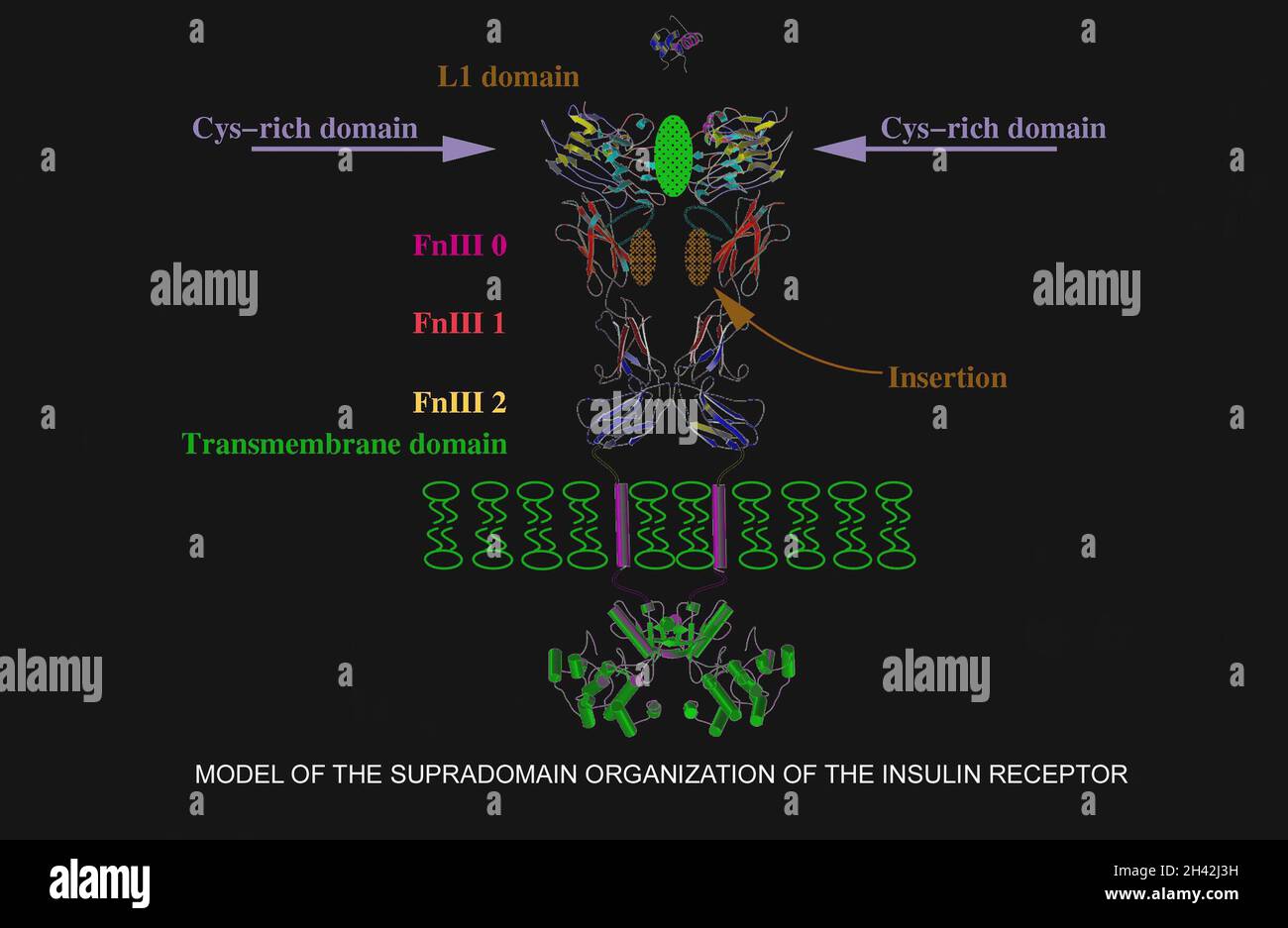Insulin receptor hi-res stock photography and images - Alamy