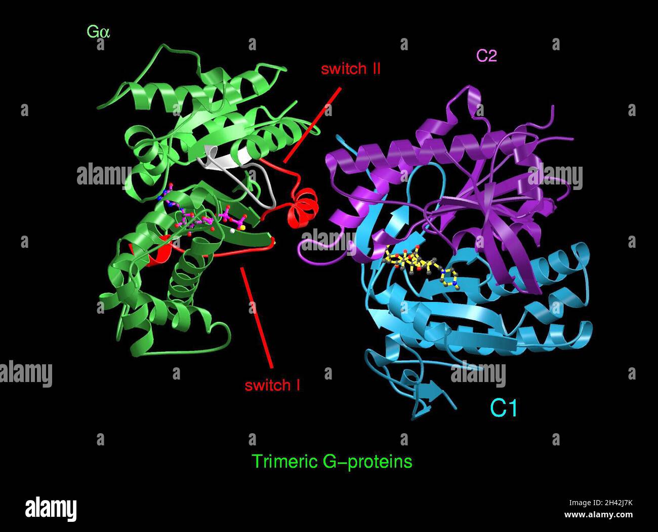 Trimeric G protein, complex with RGS4, model Stock Photo - Alamy