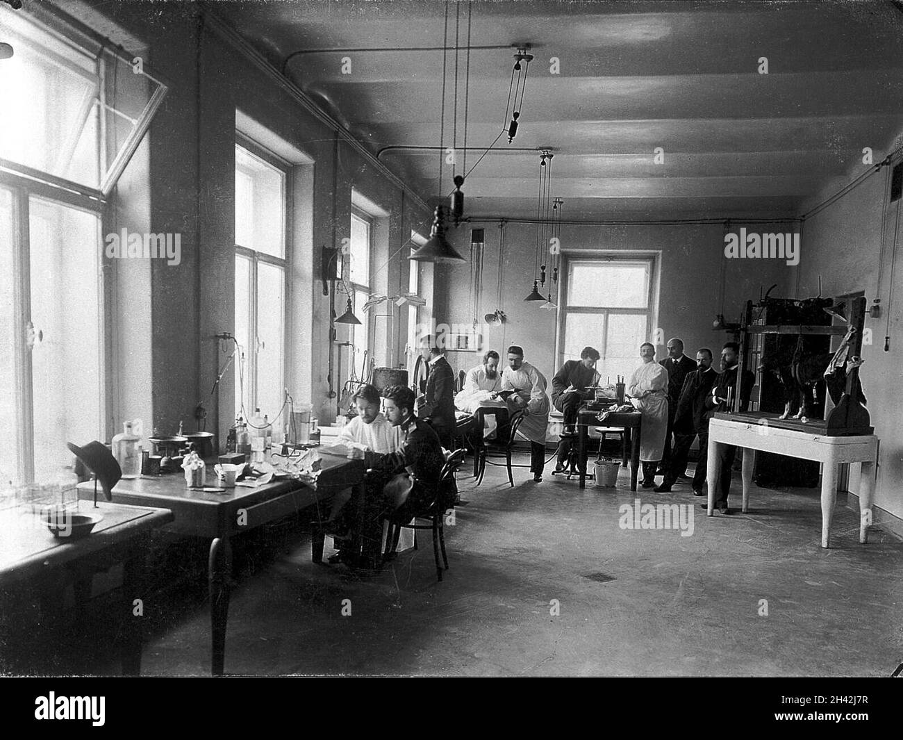 Ten members of staff studying and performing experiments on dogs in the ...