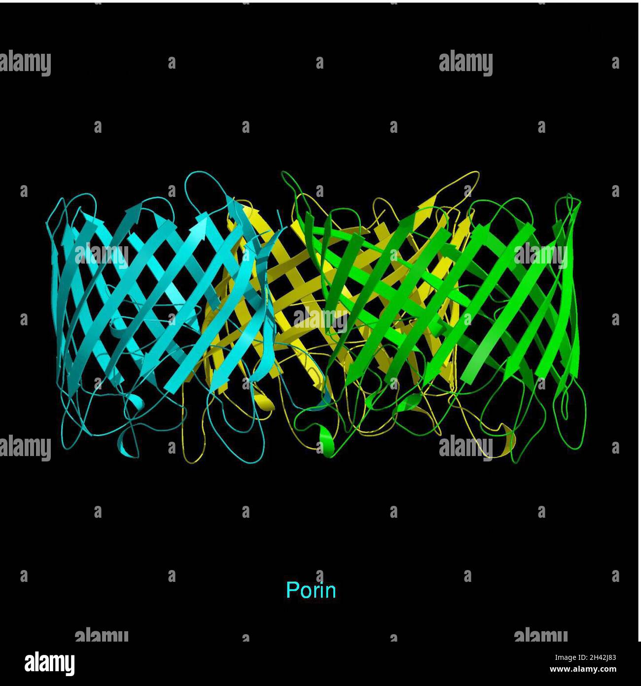 Molecular model of porin, ribbon diagram Stock Photo - Alamy