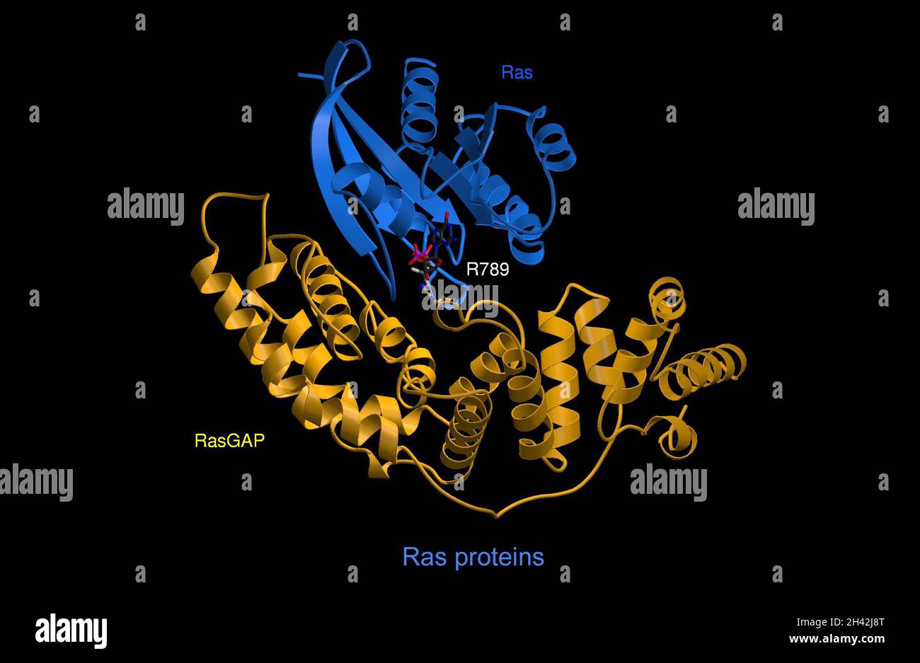 G protein/Ras-RasGAP complex, mol. model Stock Photo - Alamy