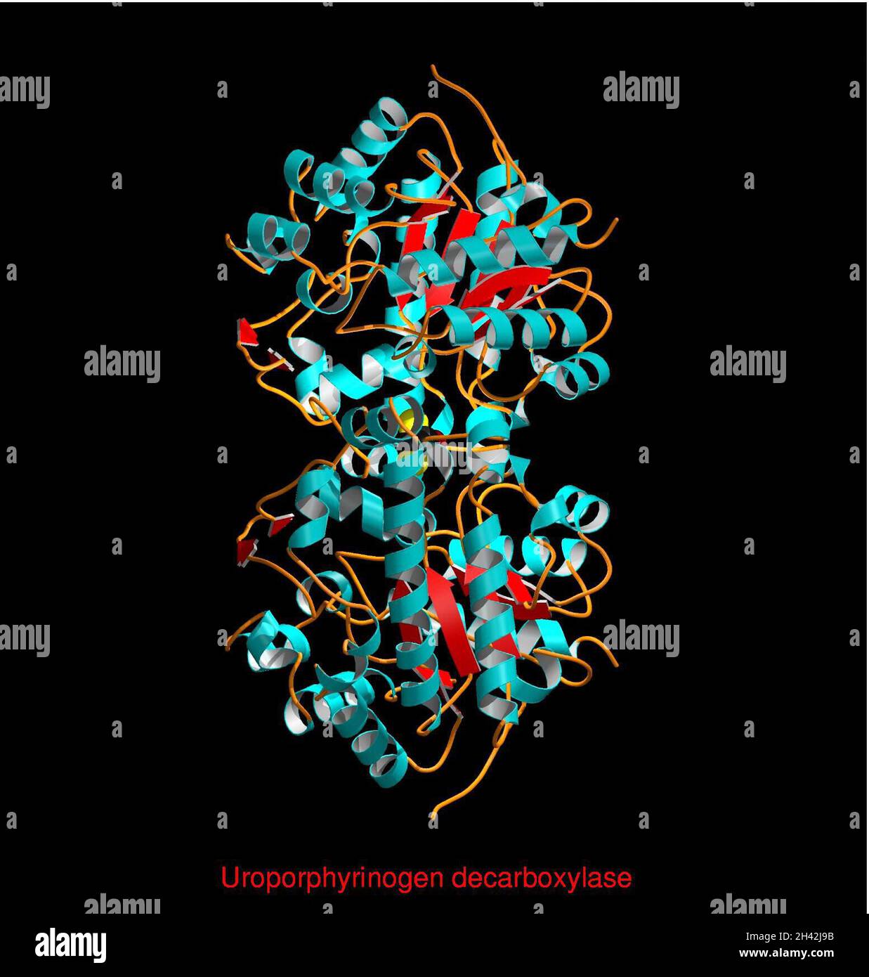 Uroporphyrinogen decarboxylase, mol. model Stock Photo - Alamy