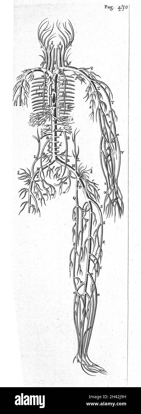 Venae hi-res stock photography and images - Alamy